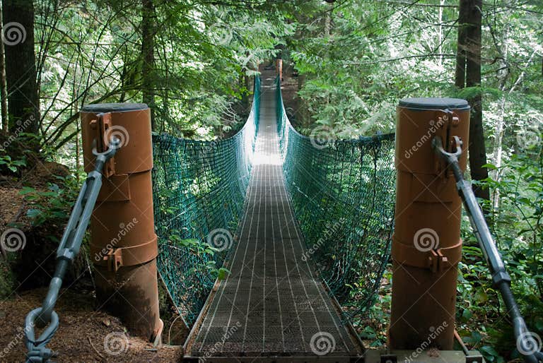 Forest Footbridge stock photo. Image of mesh, foliage - 13504034
