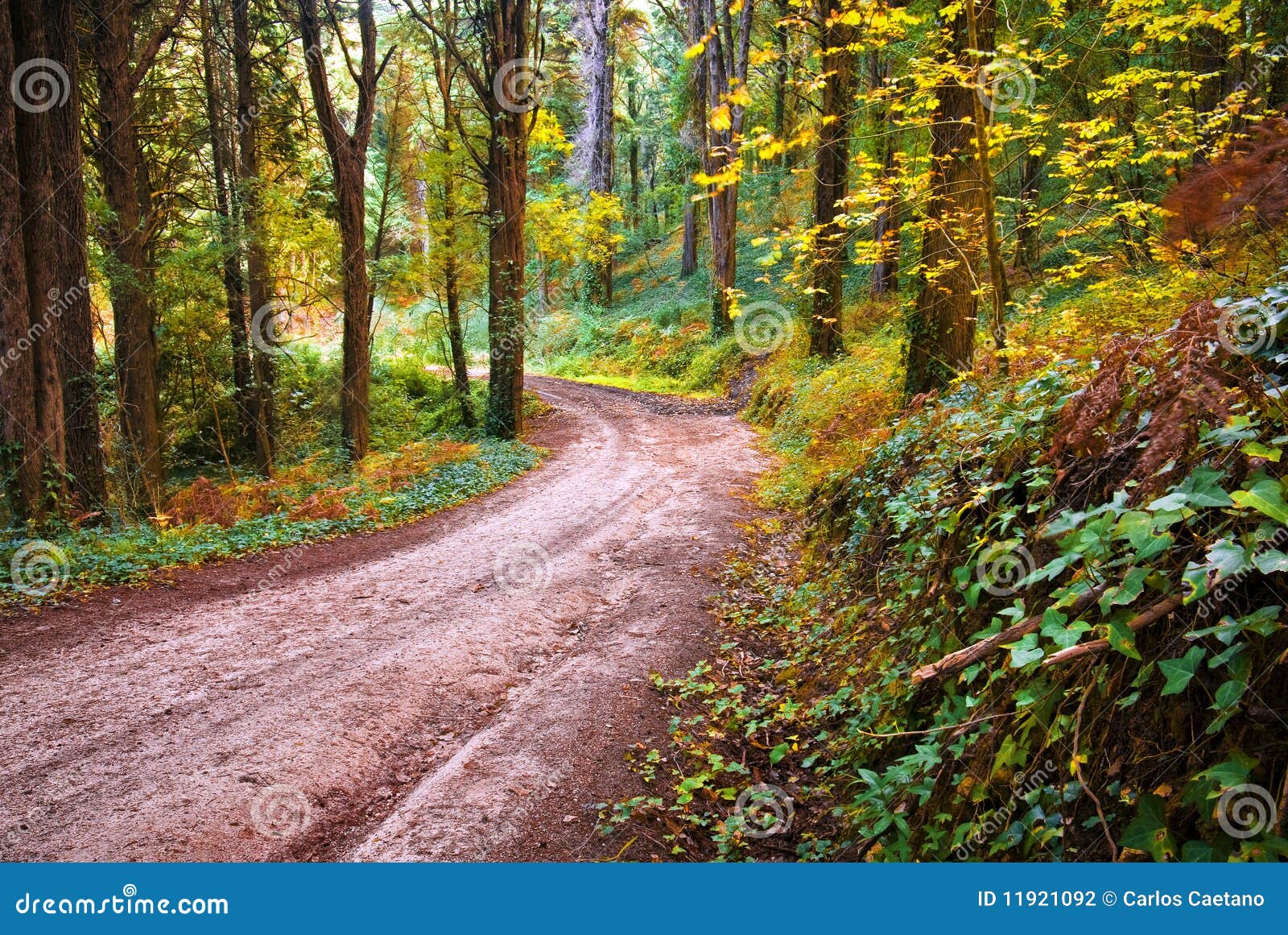 Forest Footpath stock photo. Image of beauty, hiking - 11921092