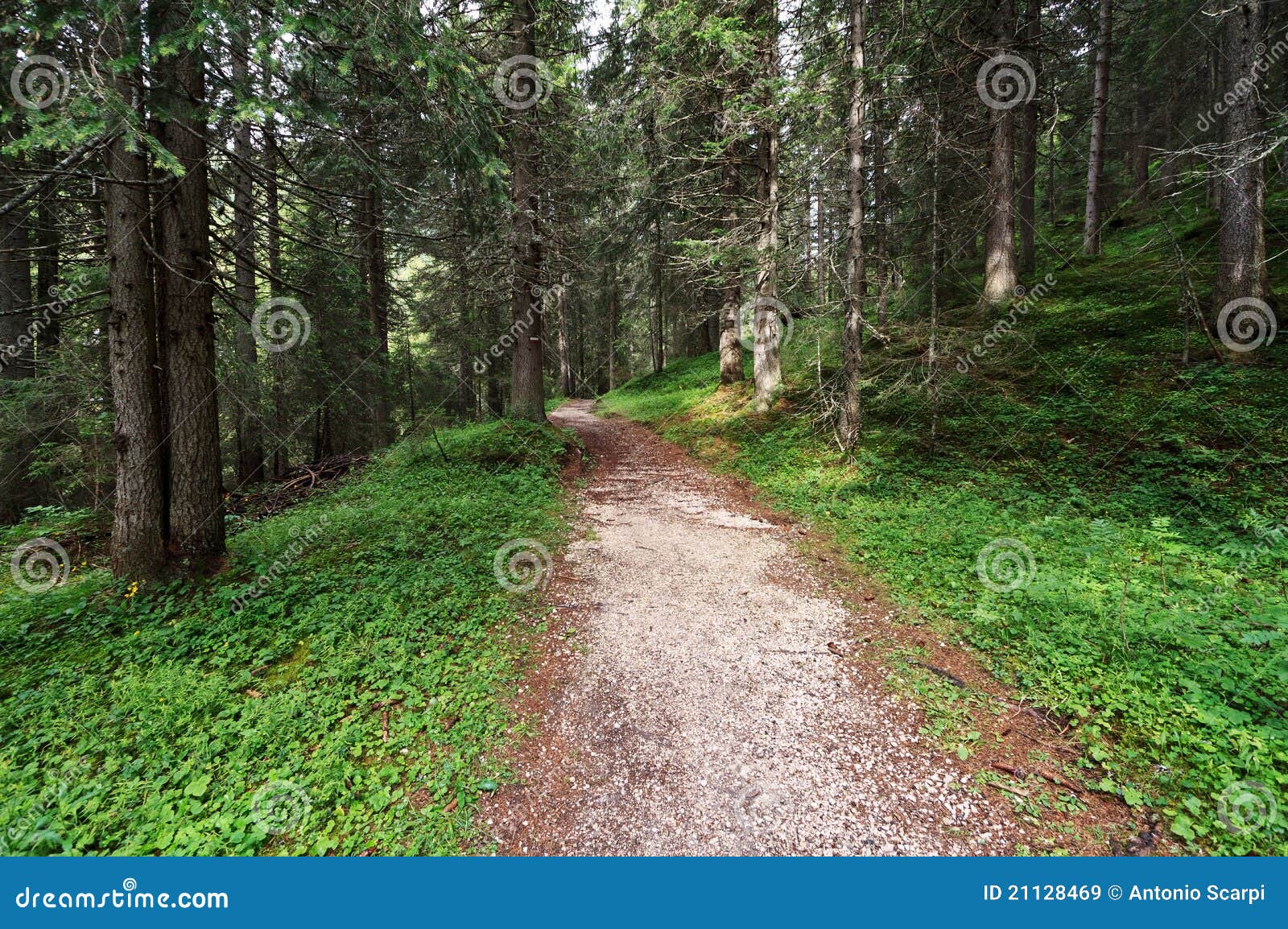 Forest with footpath stock image. Image of foliage, countryside - 21128469