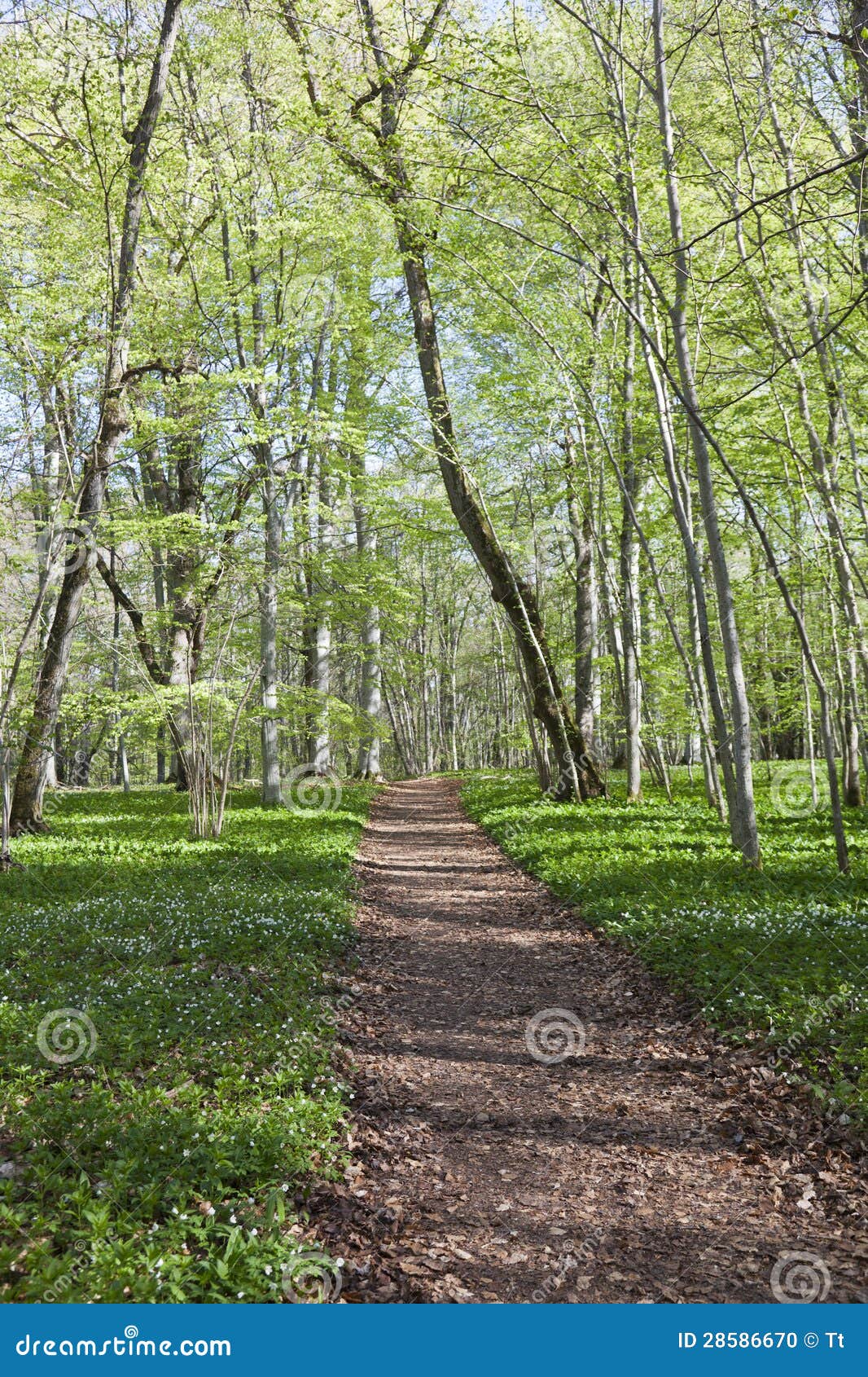 Forest footpath stock photo. Image of blossom, nonurban - 28586670