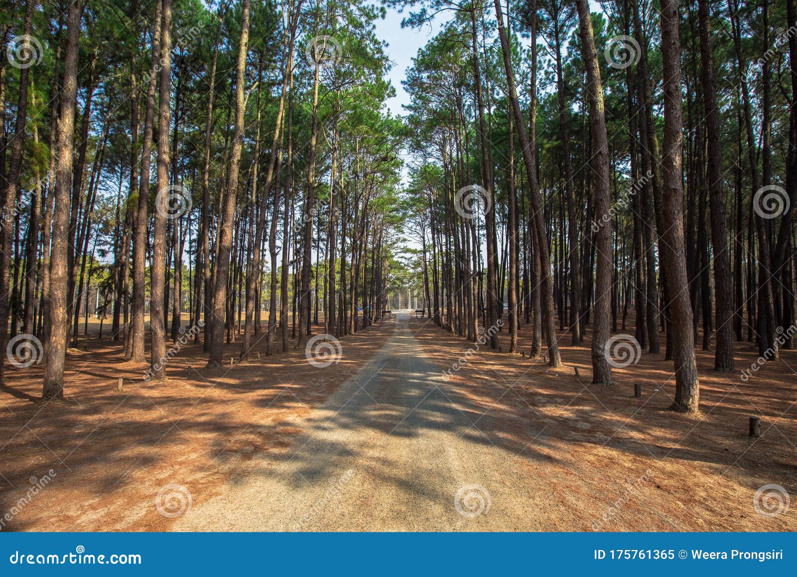 Forest, Footpath, Dirt Road, Pine Tree, Mountain Stock Image - Image of ...