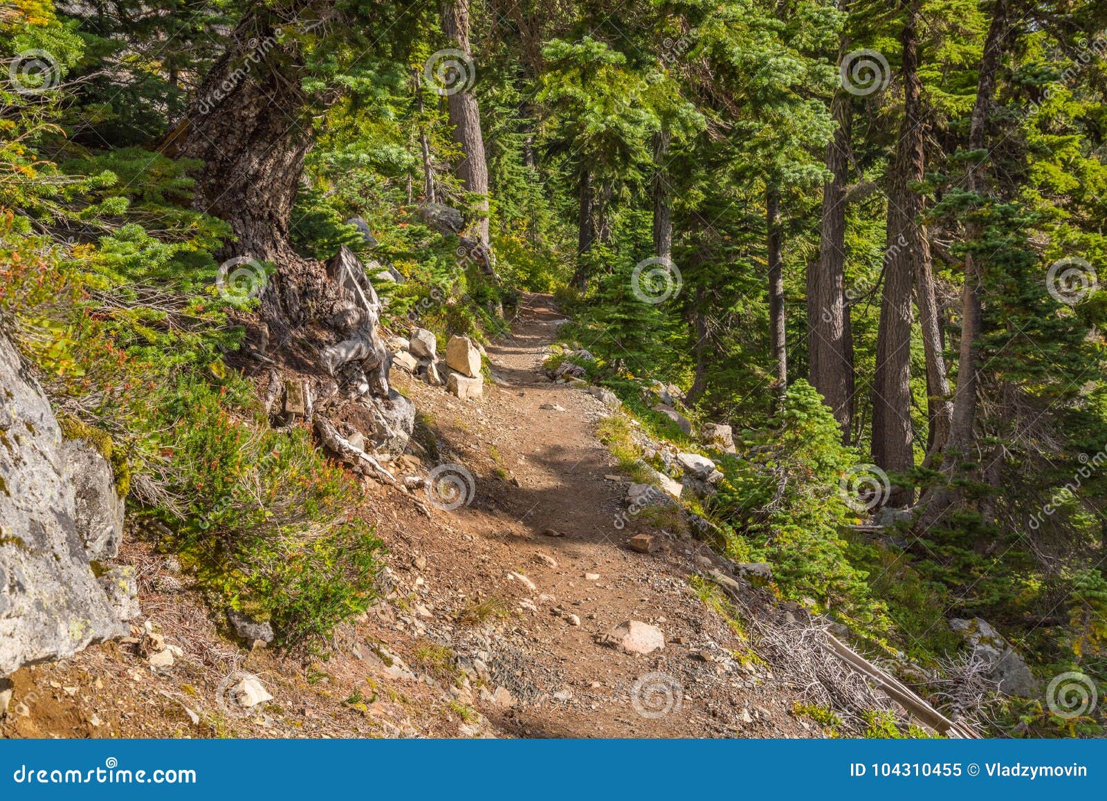Narrow Footpath in the Forest Stock Image - Image of nature, mountain ...