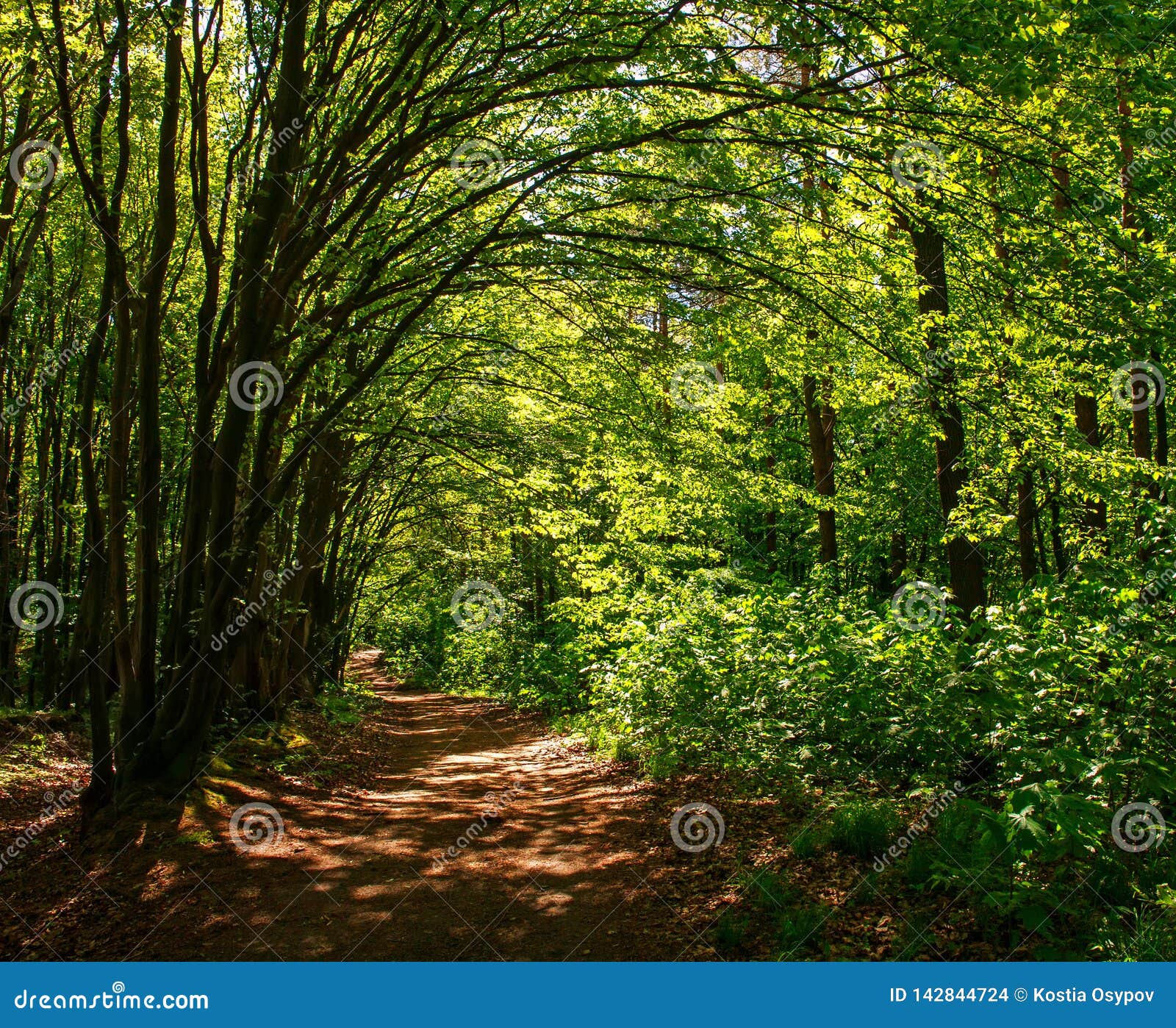 Forest Footpath in Green Deciduous Woods among the Trees, Freshness of ...