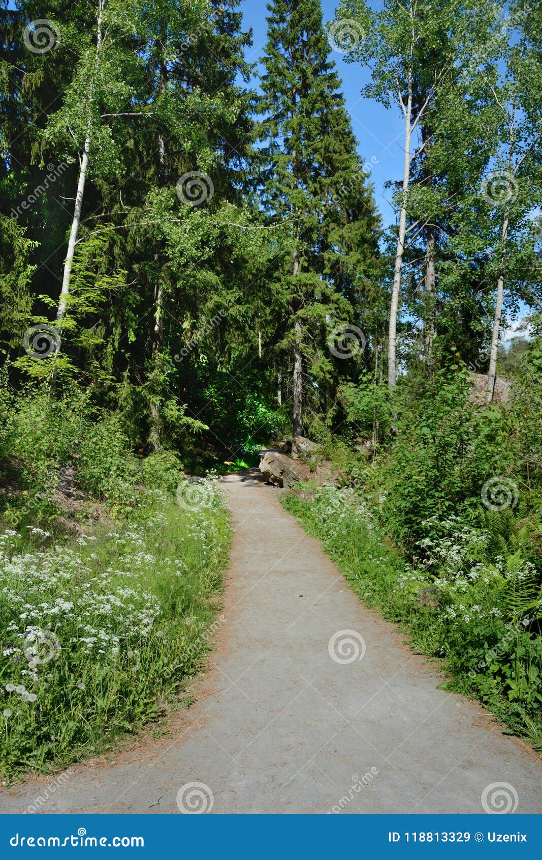 The Forest Footpath Leaving Afar Stock Image - Image of forest, green ...