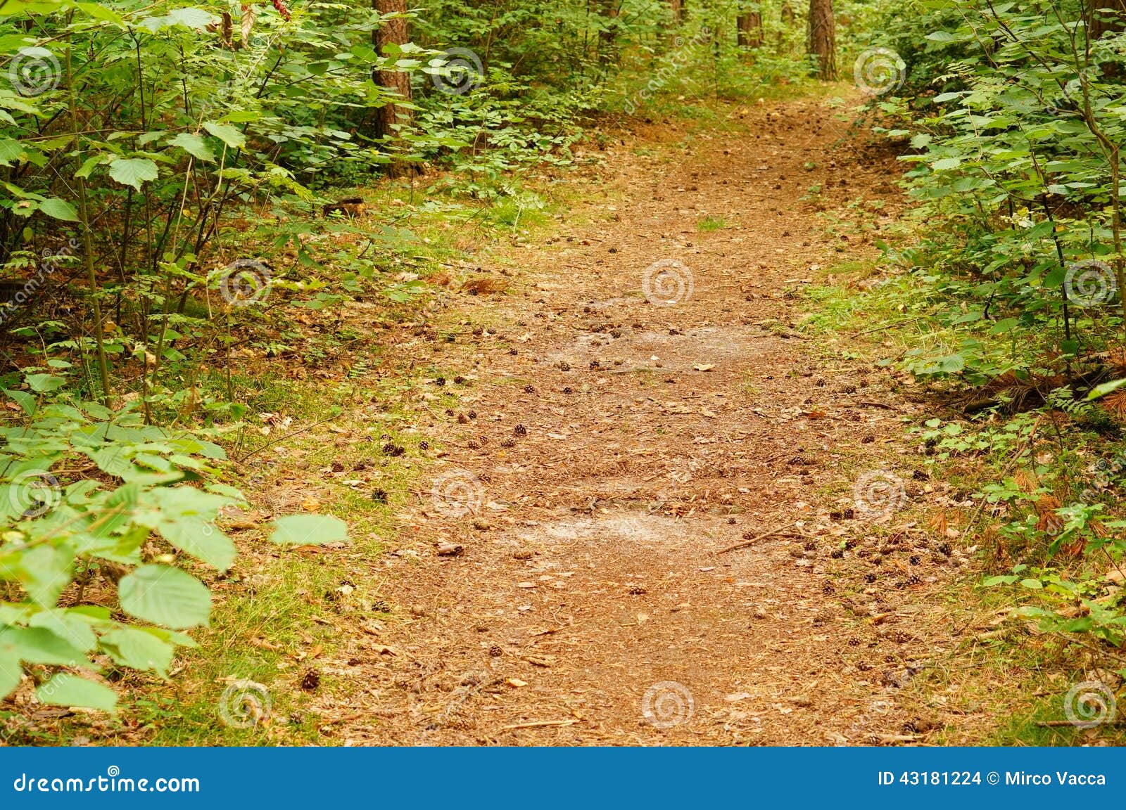 Forest footpath stock photo. Image of pine, outdoor, footpath - 43181224