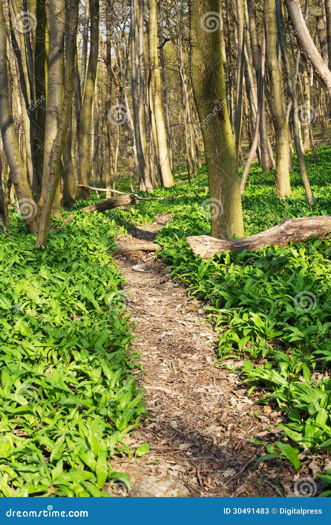 Forest with footpath stock image. Image of ramson, nature - 30491483