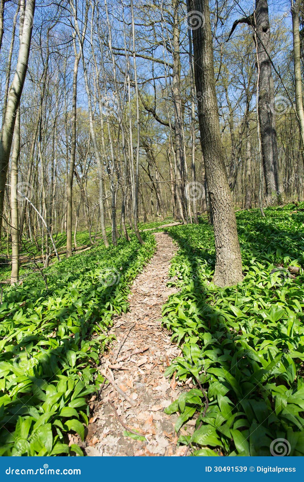 Forest with footpath stock image. Image of landscape - 30491539