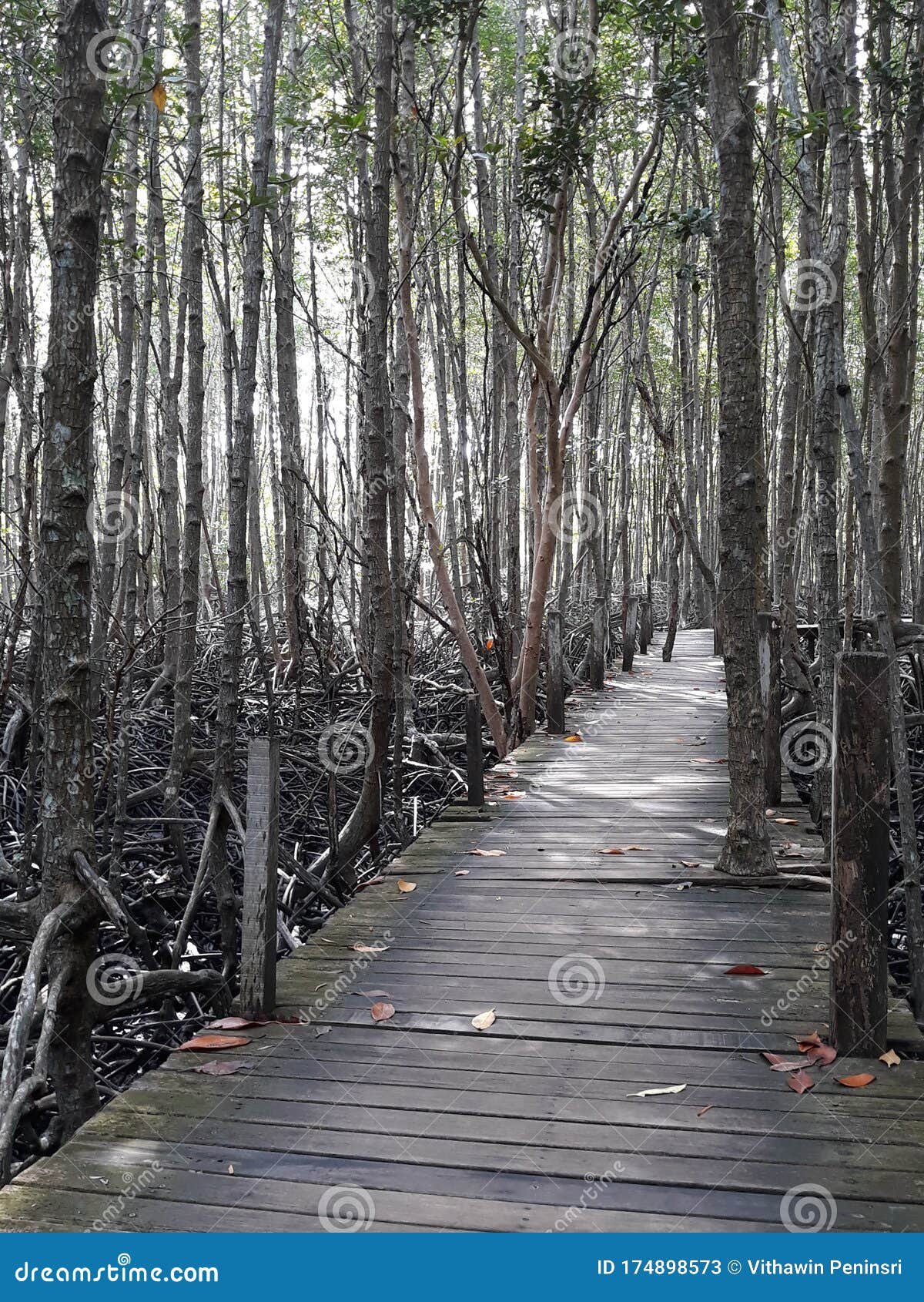 Forest Footpaths Tree Jungle Sunshine Stock Image - Image of jungle ...