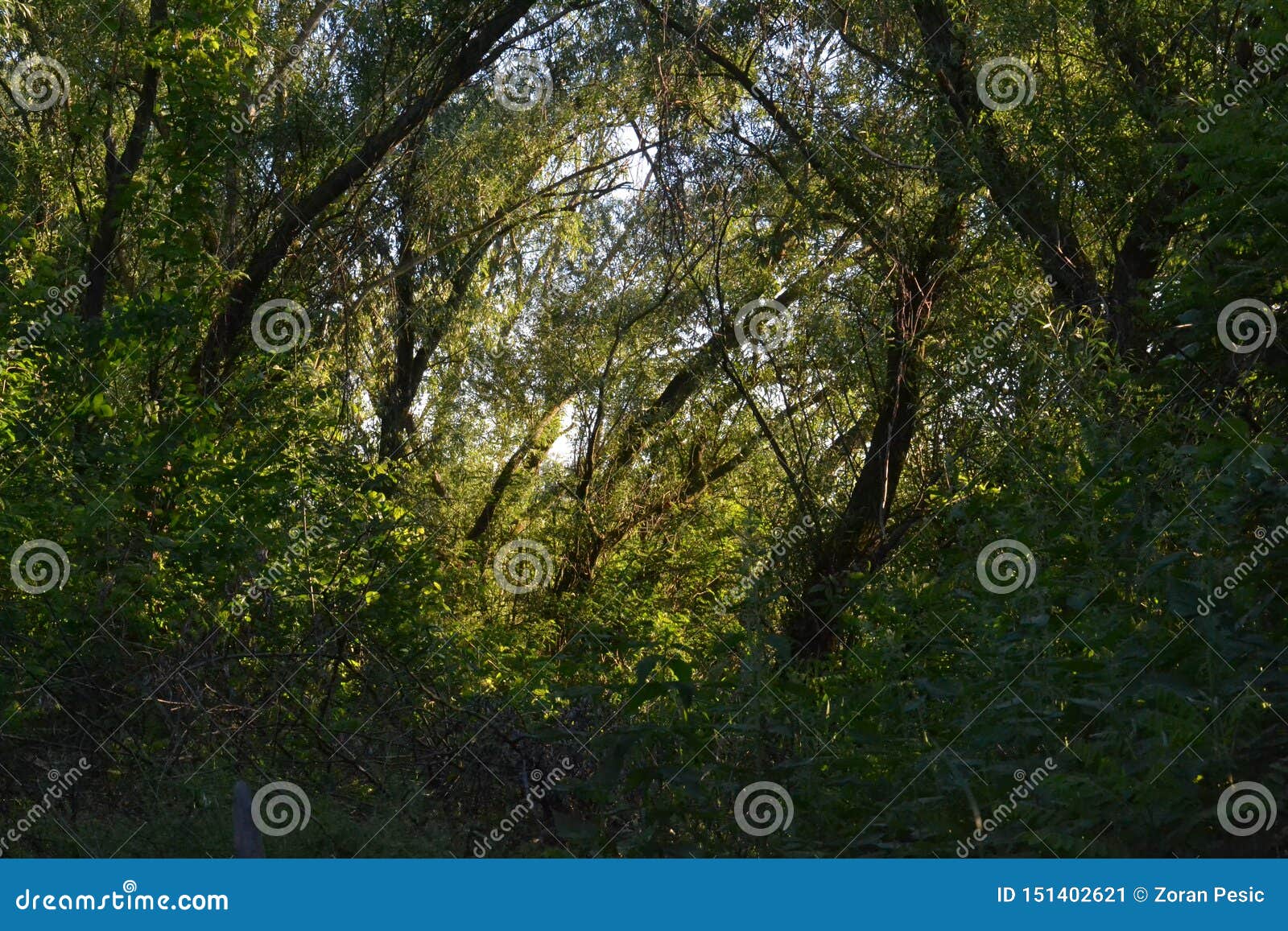 Forest stock image. Image of lights, trees, forest, nature - 151402621