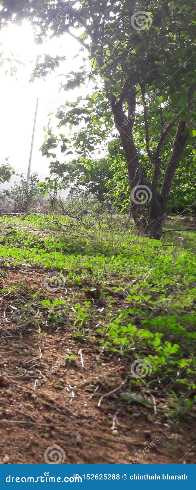 In forest stock photo. Image of natucher, trees, climate - 152625288