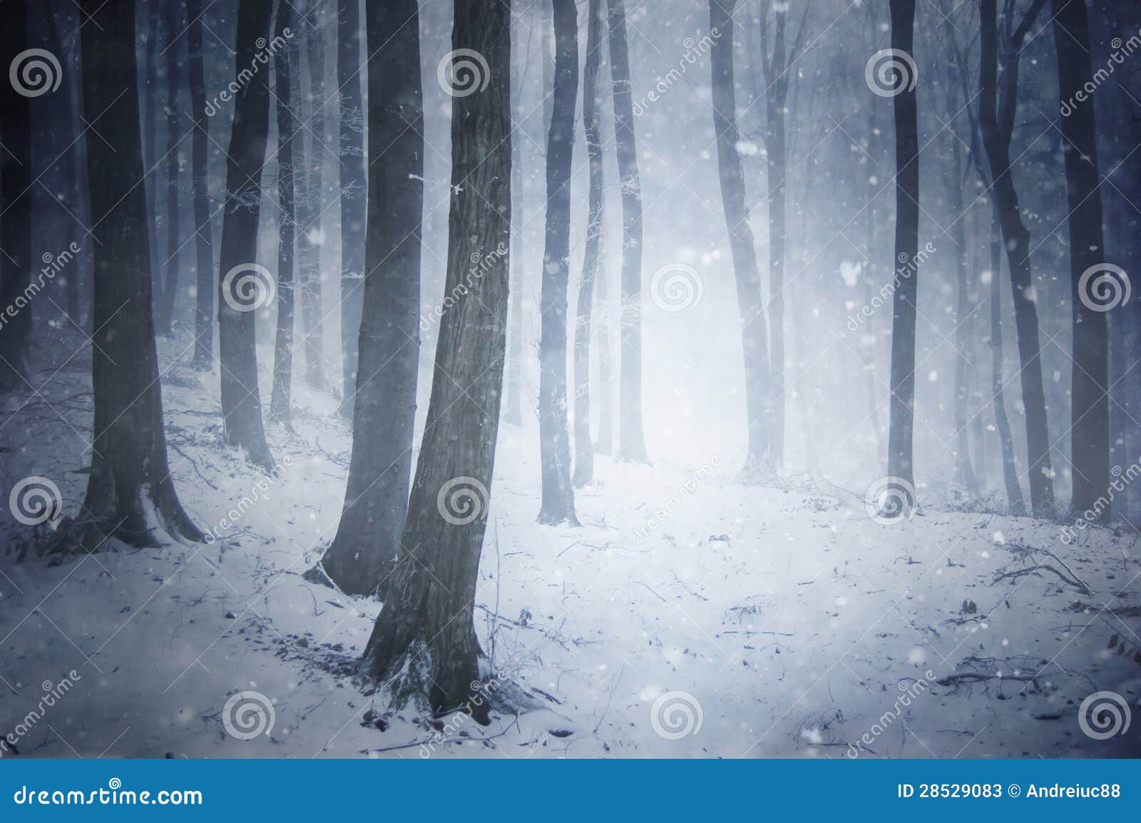 Forest in a Forest with Snow Falling Stock Image - Image of magic ...