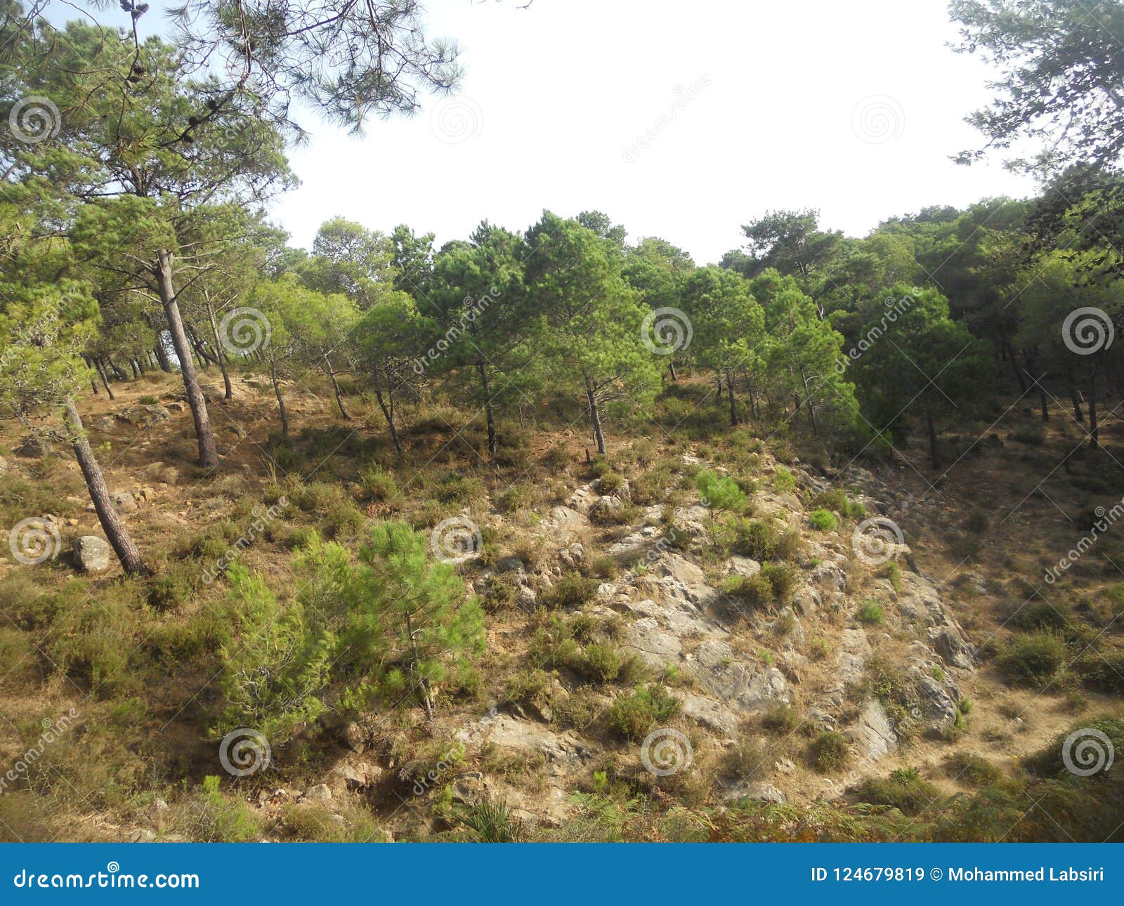 Forest stock image. Image of forest, trees, moroccan - 124679819