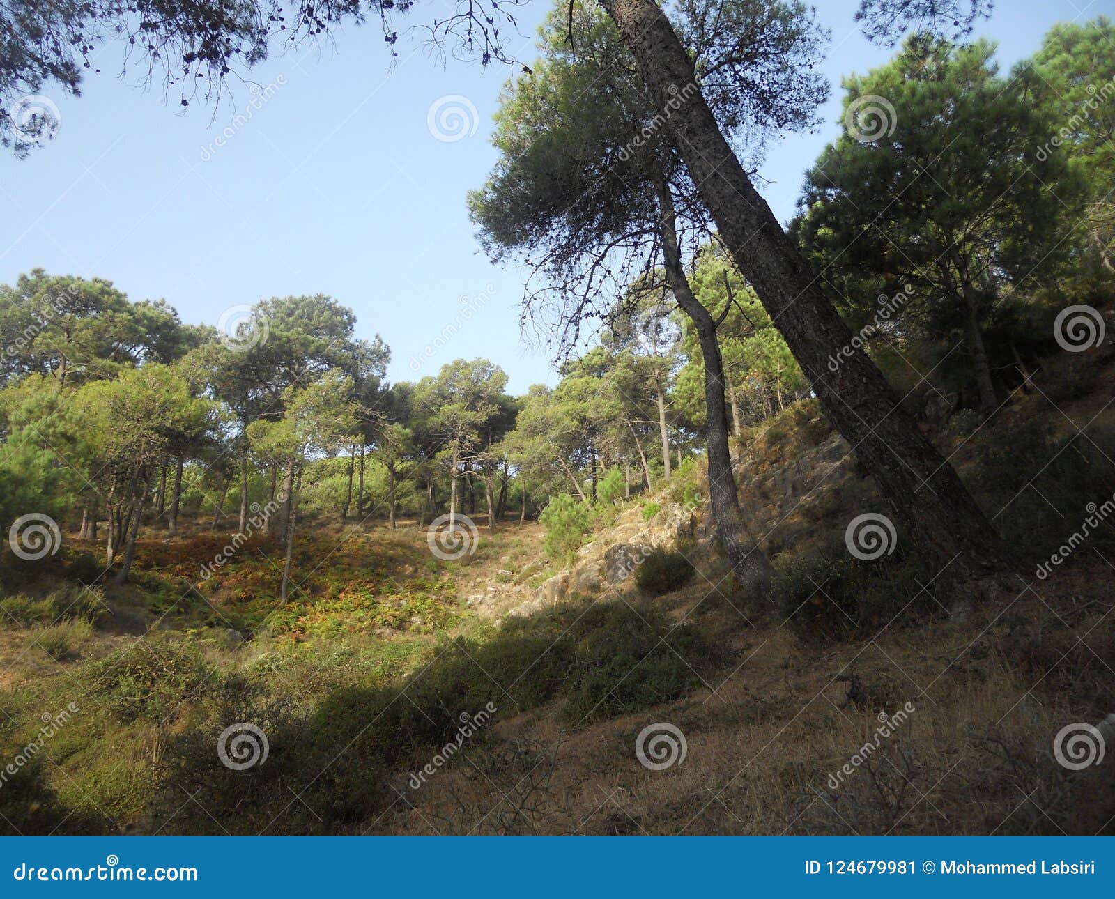 Forest stock image. Image of moroccan, forest, trees - 124679981