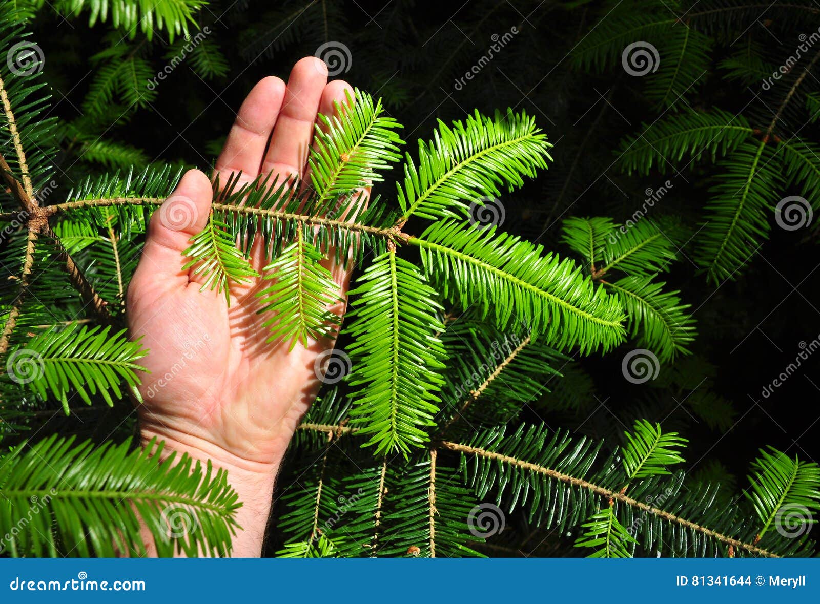 Forestry Or Forest Business Management - Businessmen Handshake After ...