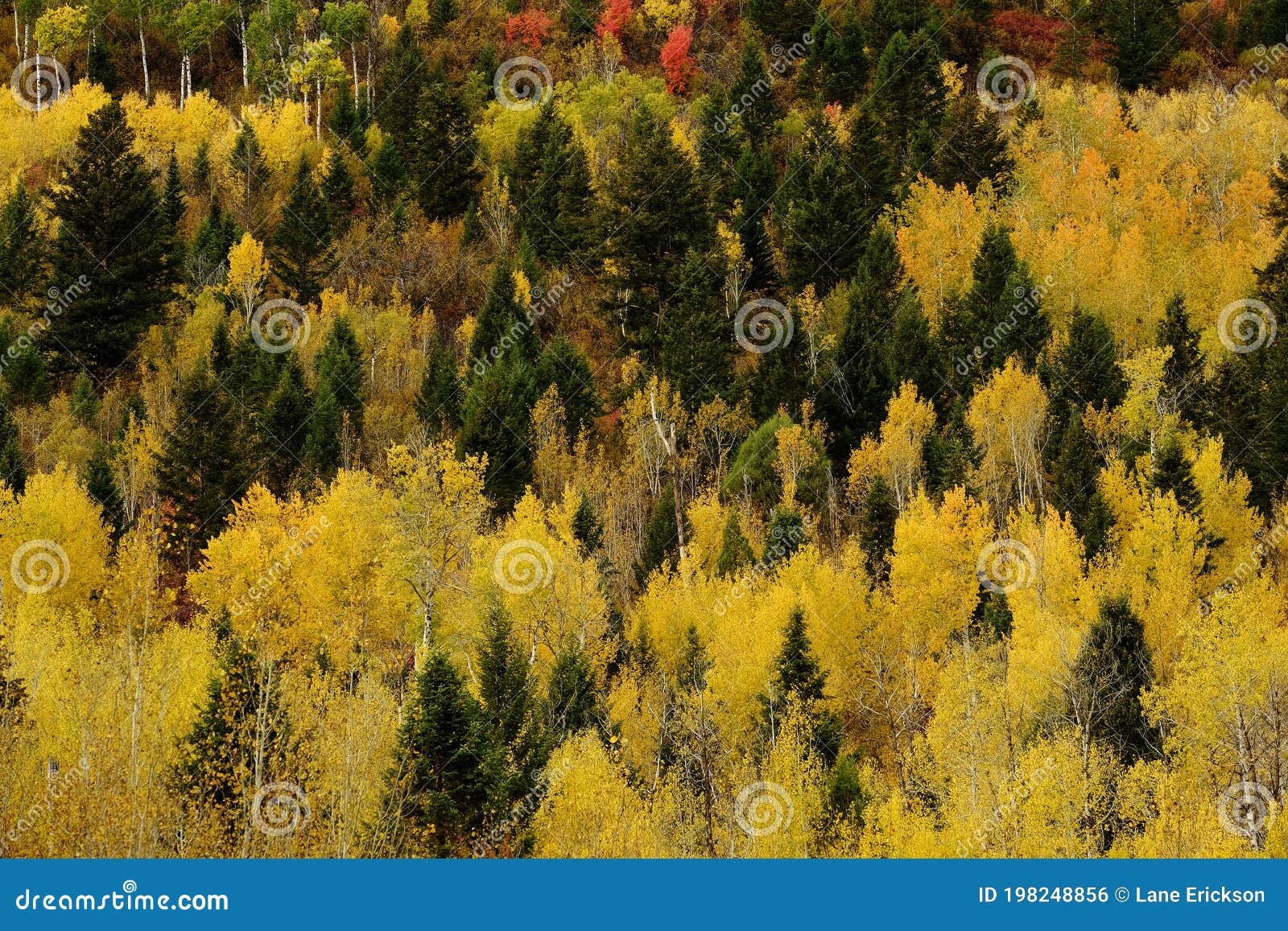 Forest Forrest Aspen Birch Pine Wild Wilderness Mountains Stock Photo ...