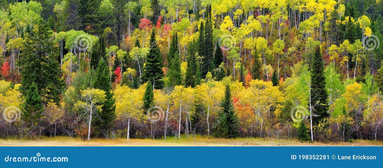 Forest Forrest Aspen Birch Pine Wild Wilderness Mountains Stock Image ...