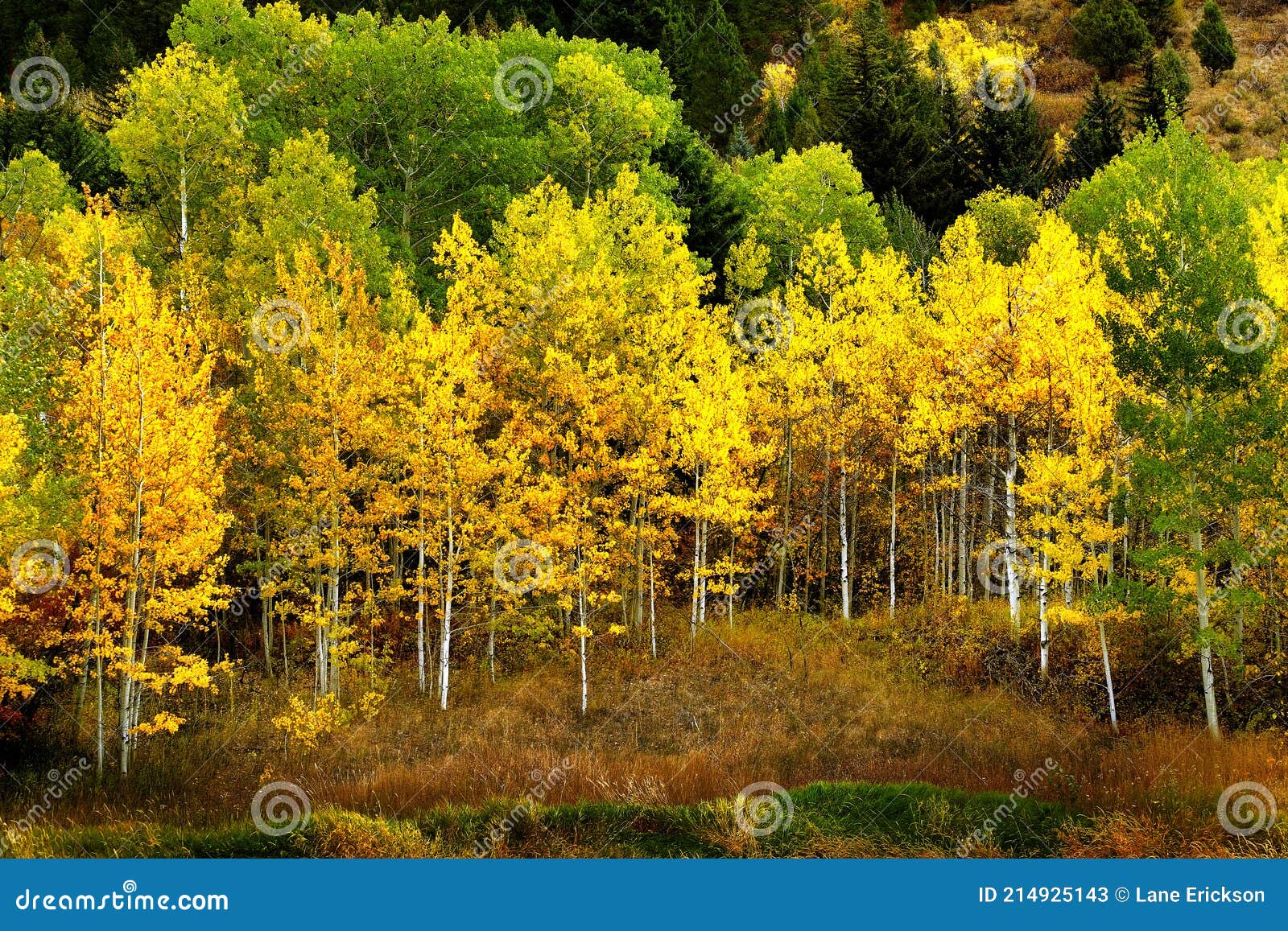 Forest Forrest Aspen Birch Pine Wild Wilderness Mountains Stock Image ...