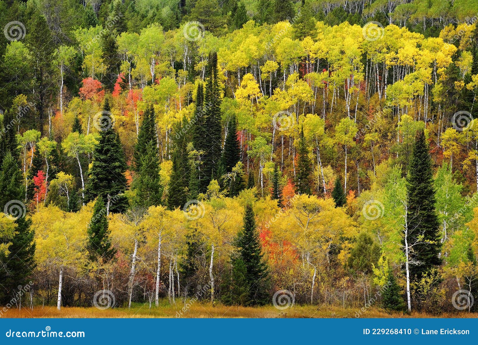 Forest Forrest Aspen Birch Pine Wild Wilderness Mountains Stock Photo ...
