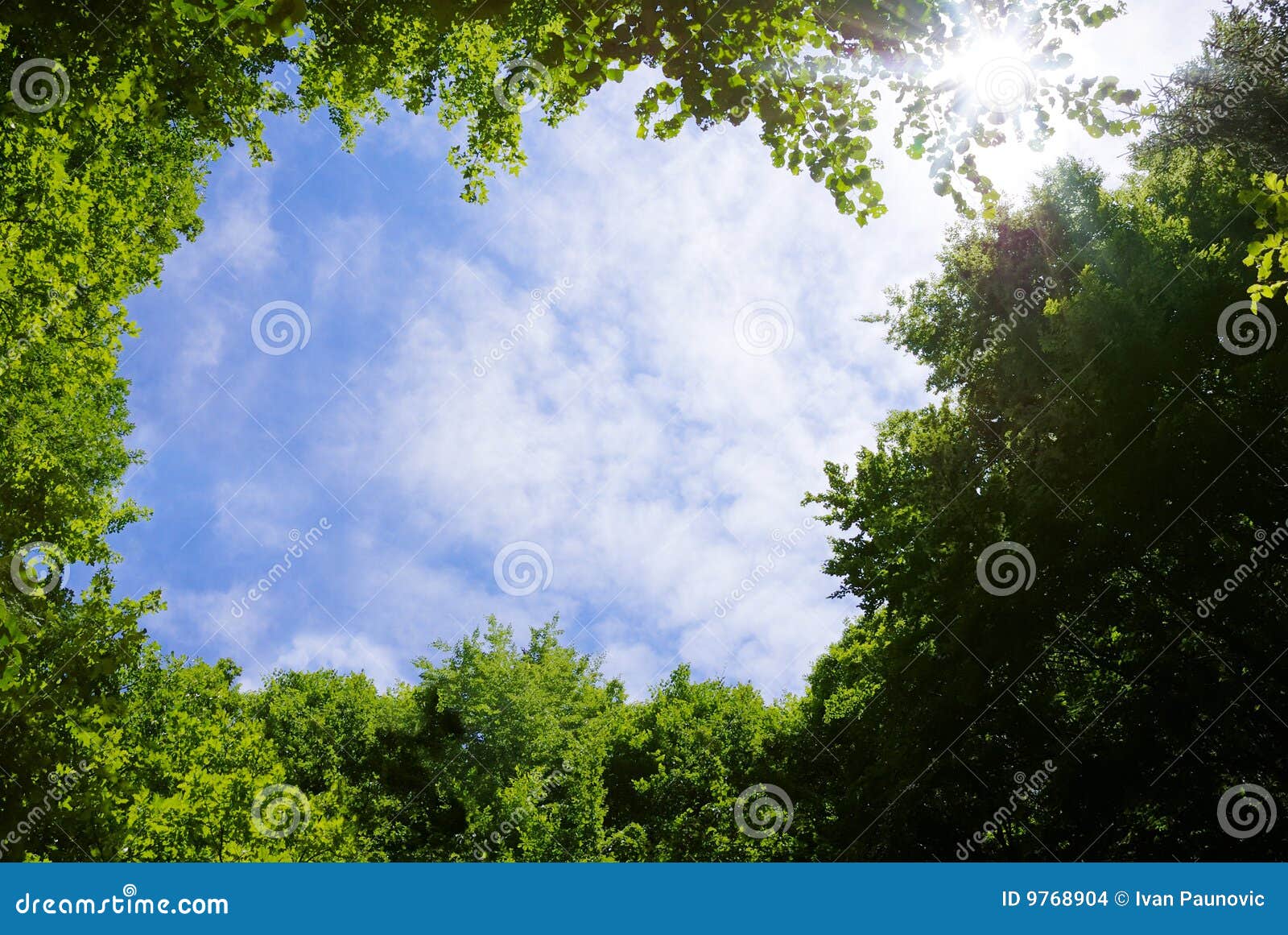 Forest frame stock photo. Image of copy, growth, lush - 9768904