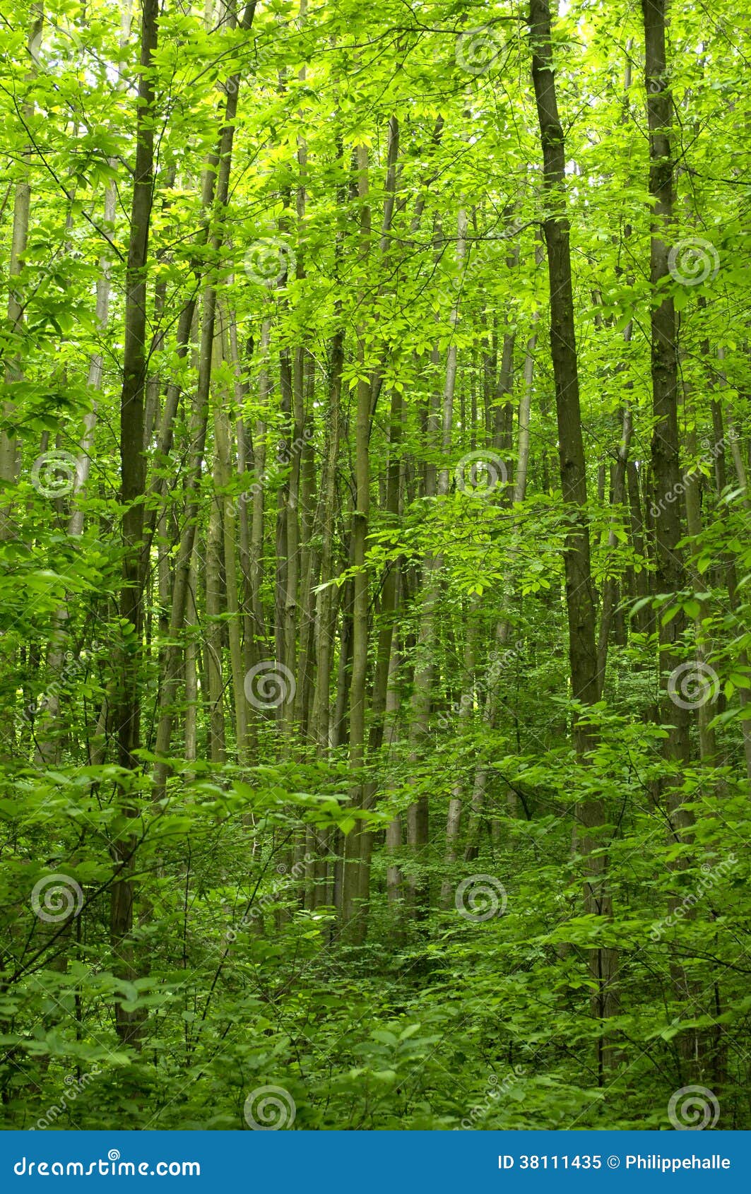 Forest in France stock image. Image of tree, natural - 38111435
