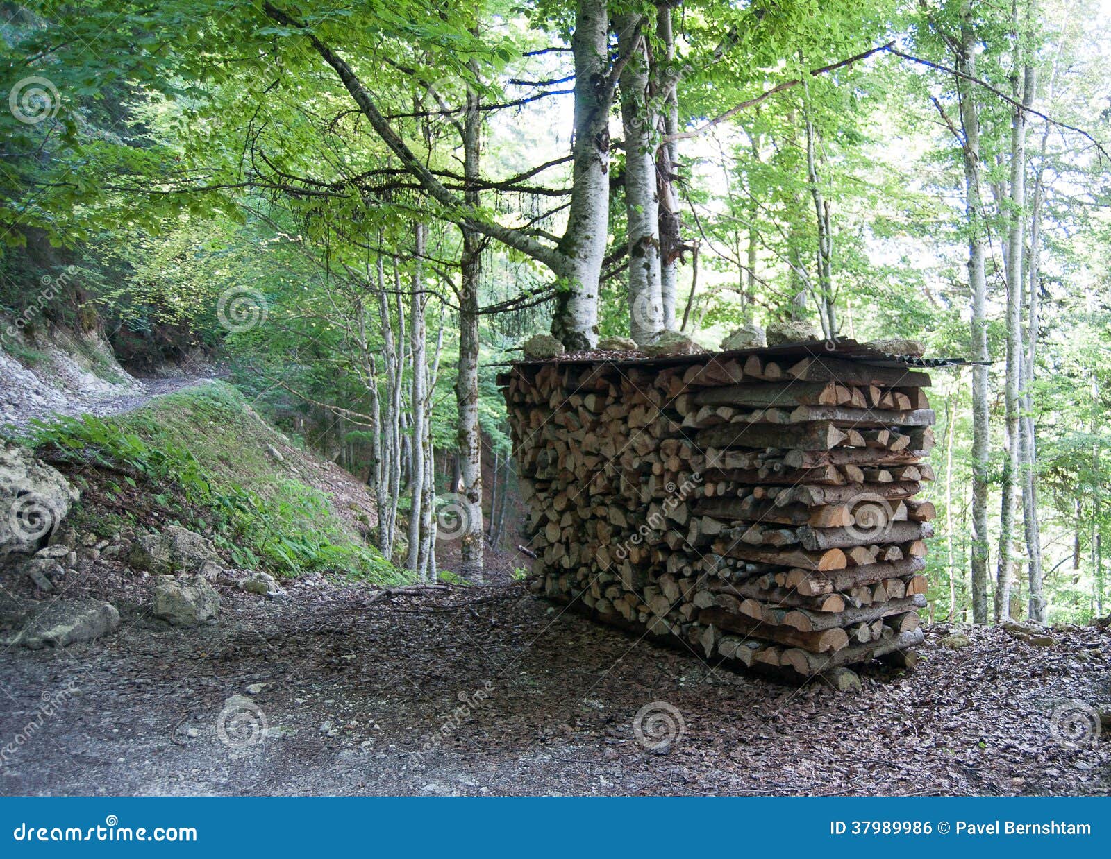 Forest in French alps stock photo. Image of france, tourist - 37989986