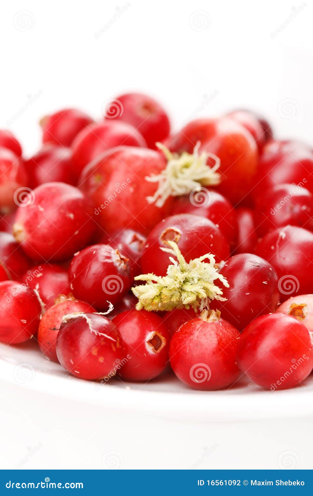 Forest Fresh Red Cranberries Stock Photo - Image of cook, ripe: 16561092
