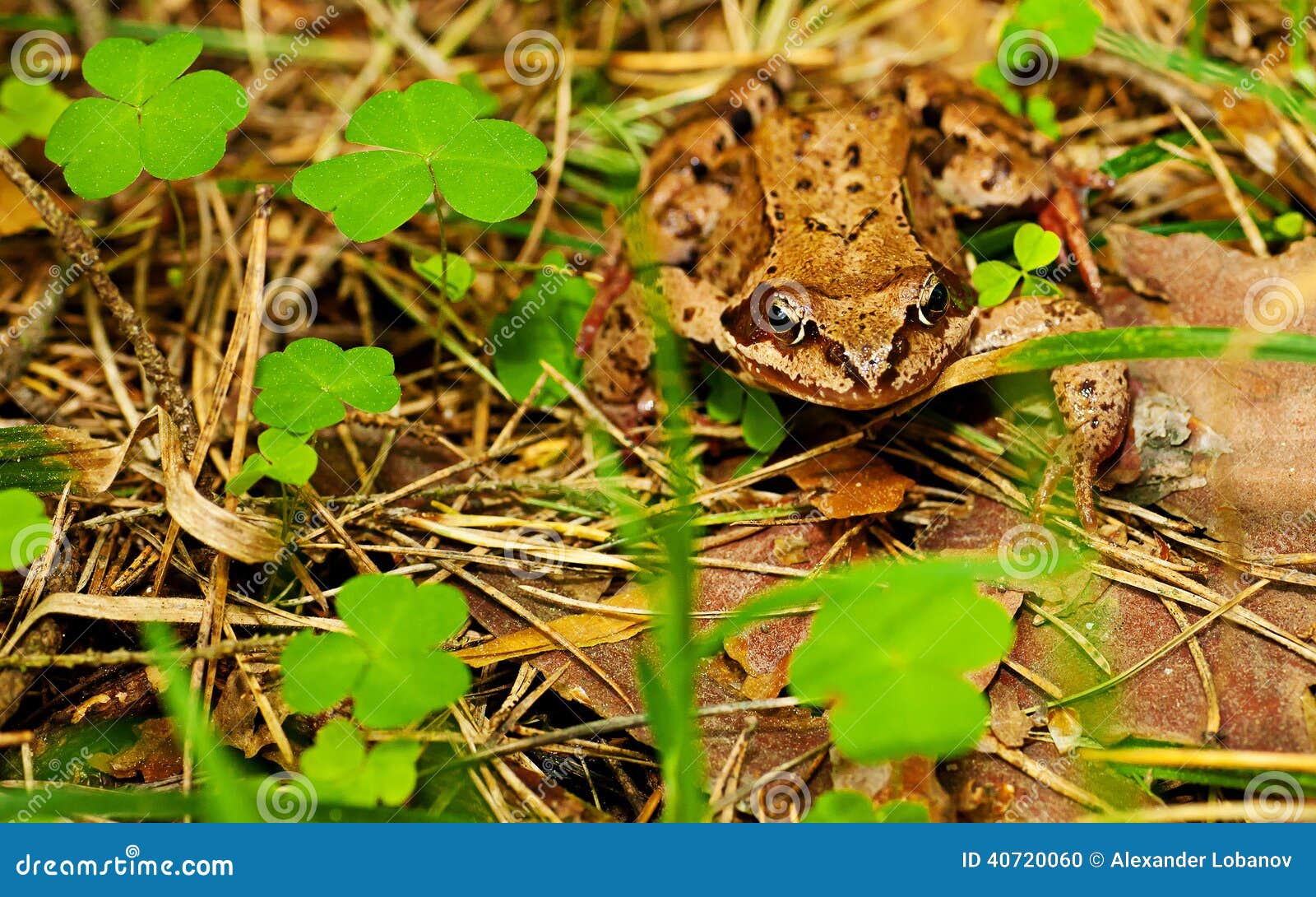 Forest frog . stock photo. Image of animals, nature, amphibian - 40720060