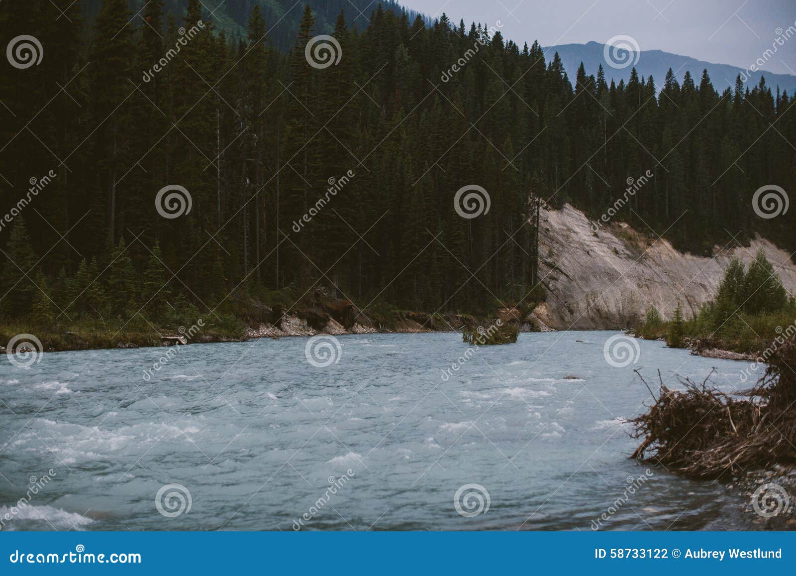 Forest in Front of Mountains Stock Photo - Image of mountains, hiking ...