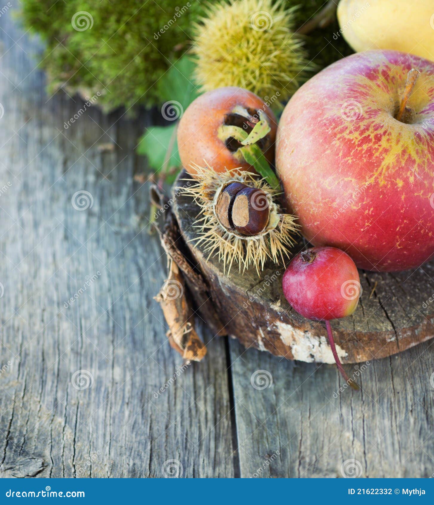 Forest fruit stock photo. Image of pattern, foliage, harvest - 21622332