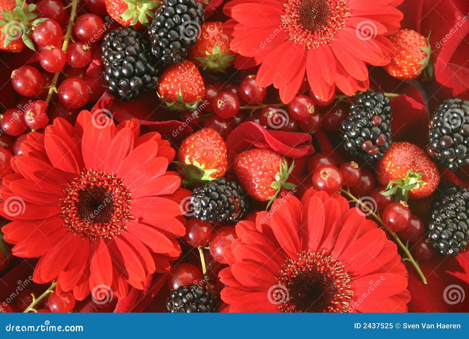 Forest fruit stock image. Image of flowers, fruit, taste - 2437525