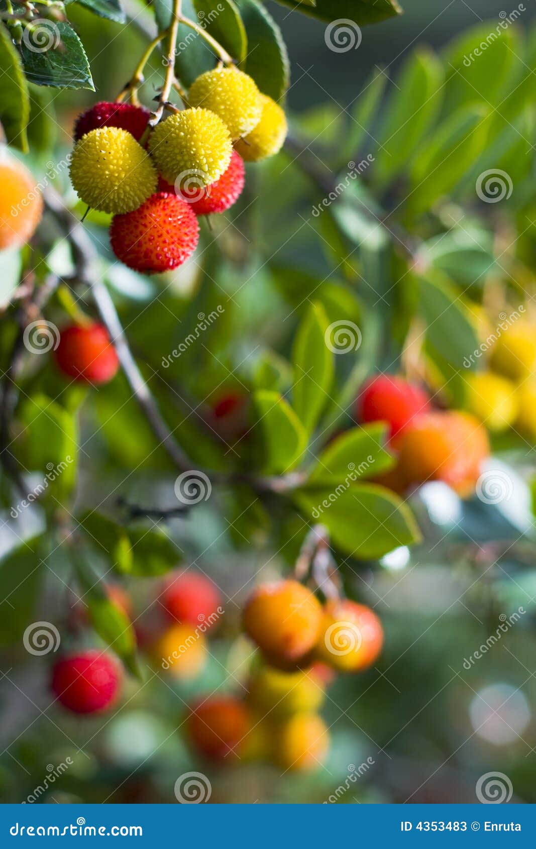 Forest fruit stock image. Image of colorful, leaf, spain - 4353483