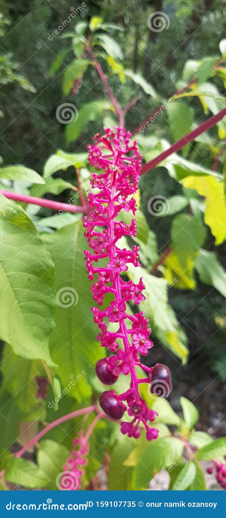A Forest Fruit that Grows in Turkey Stock Image - Image of tree, fruit ...