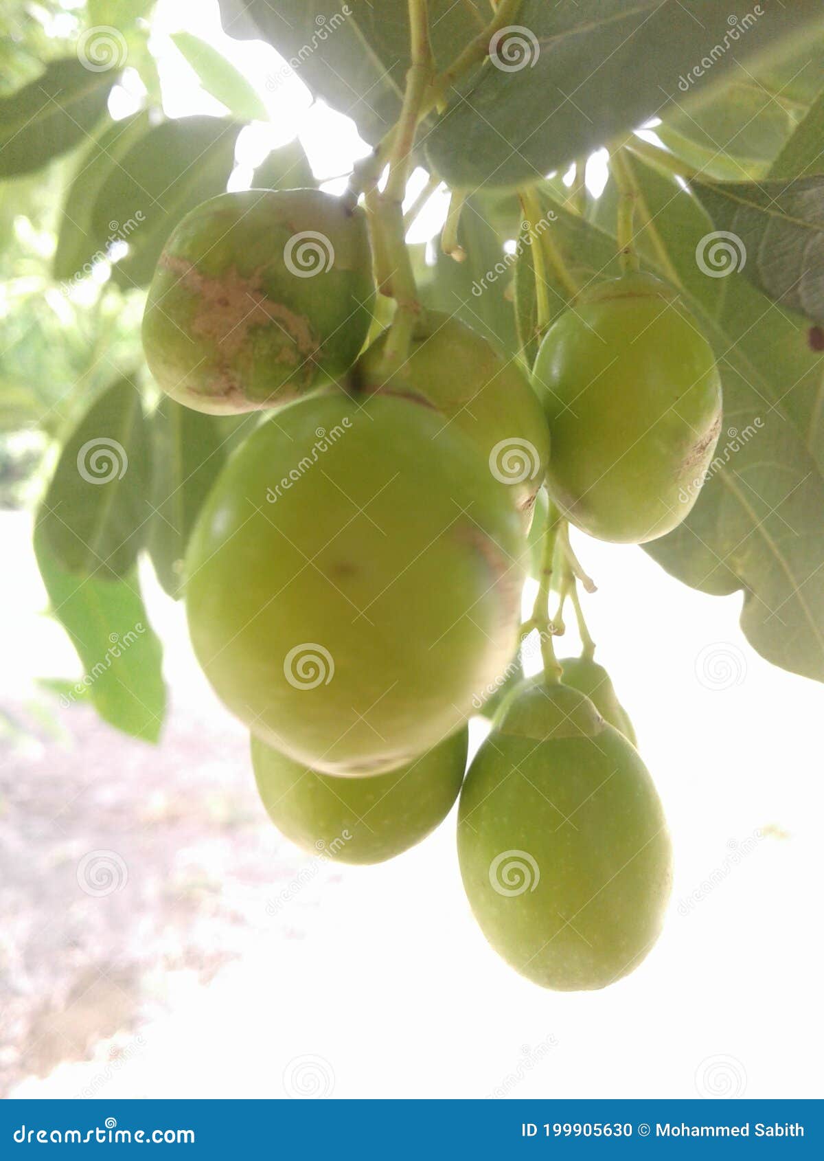 Forest fruit on tree stock photo. Image of food, herb - 199905630