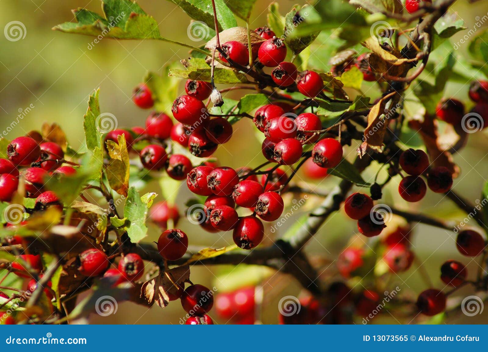 Forest fruits stock image. Image of little, leaf, branch - 13073565