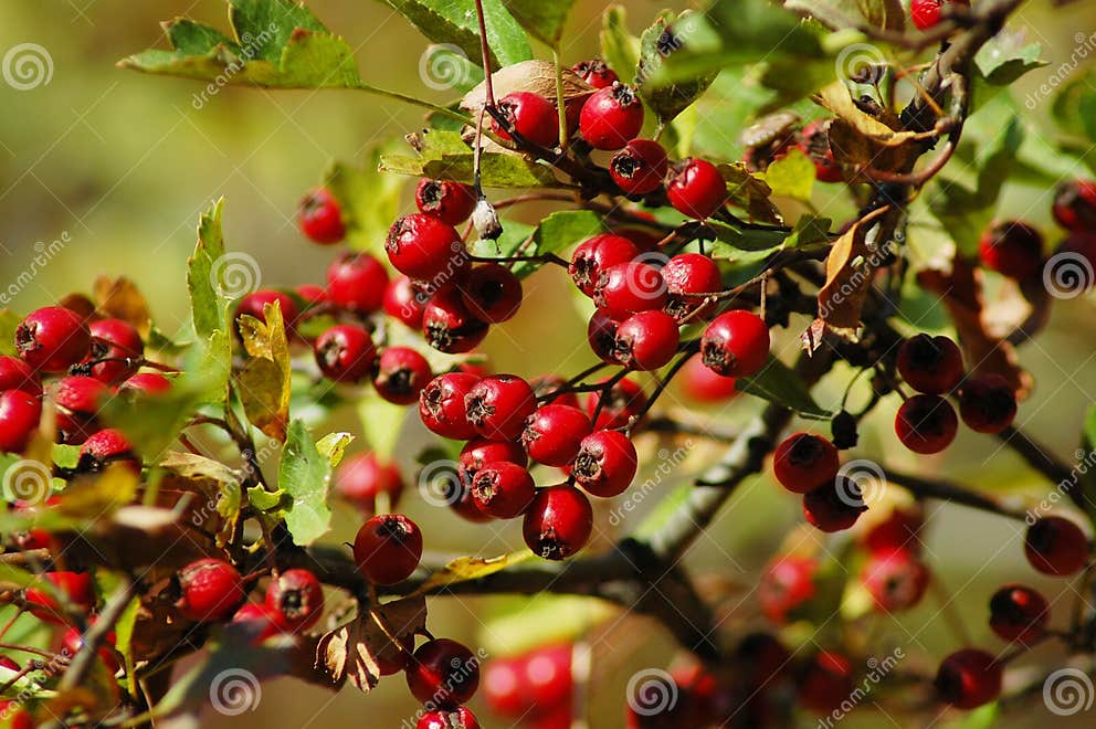 Forest fruits stock image. Image of little, leaf, branch - 13073565