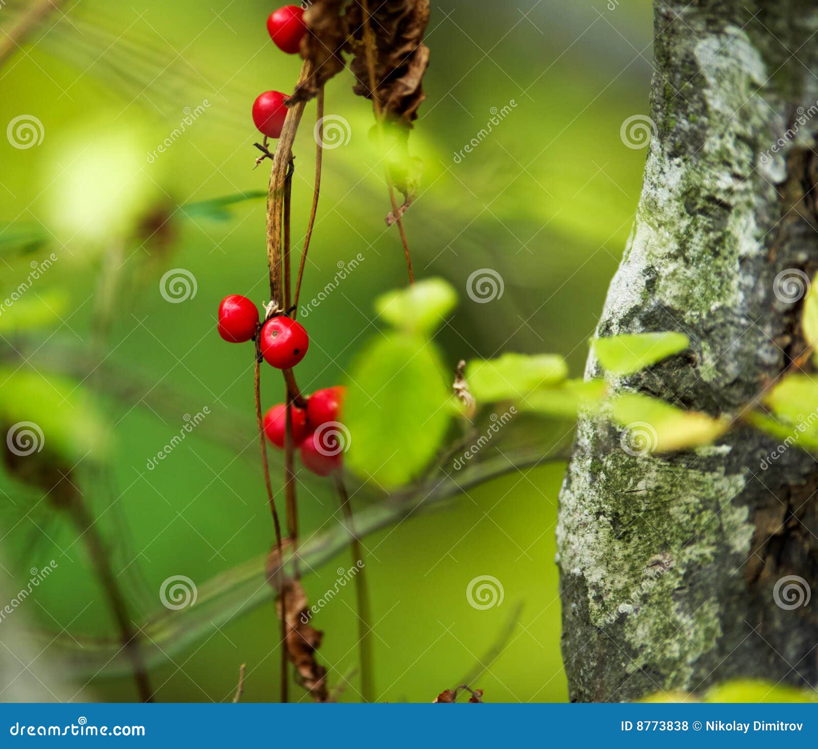 Forest fruits stock photo. Image of autumn, season, forest - 8773838
