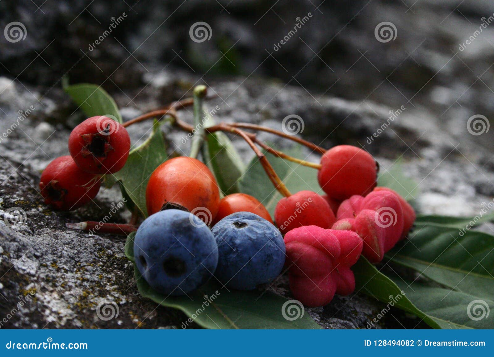 Forest fruits stock photo. Image of forest, autumn, apples - 128494082