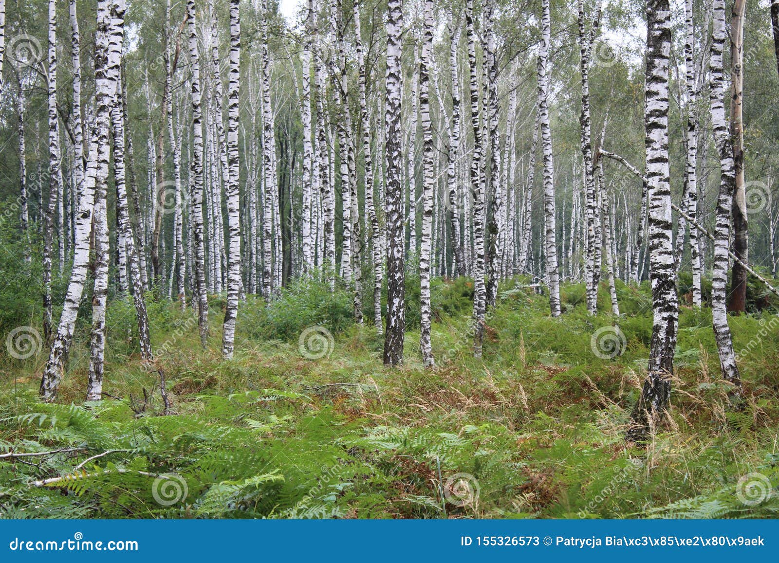 Forest full of birch-tree stock image. Image of beautiful - 155326573