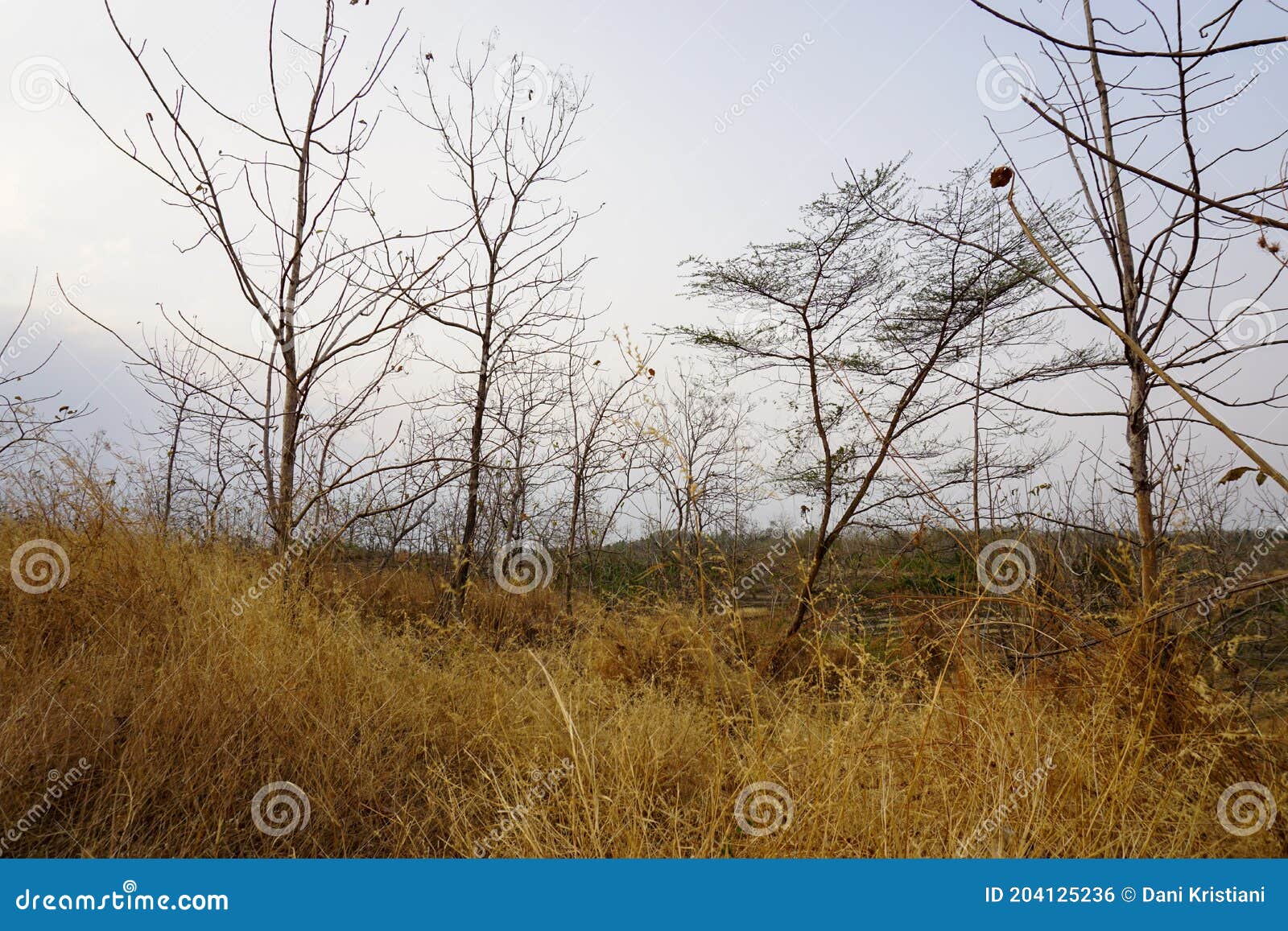Forest Full of Bushes and Dry Trees Stock Photo - Image of field ...
