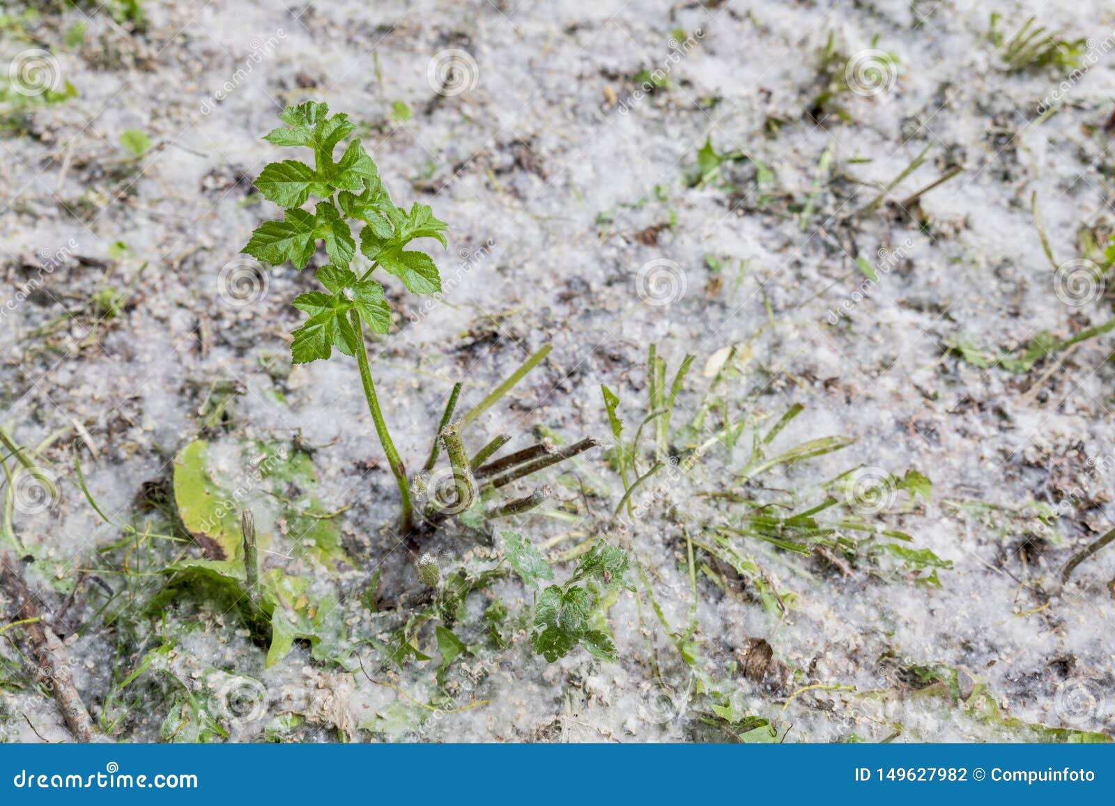 Forest Full of Fluff and Seeds of the Poplar Stock Photo - Image of ...