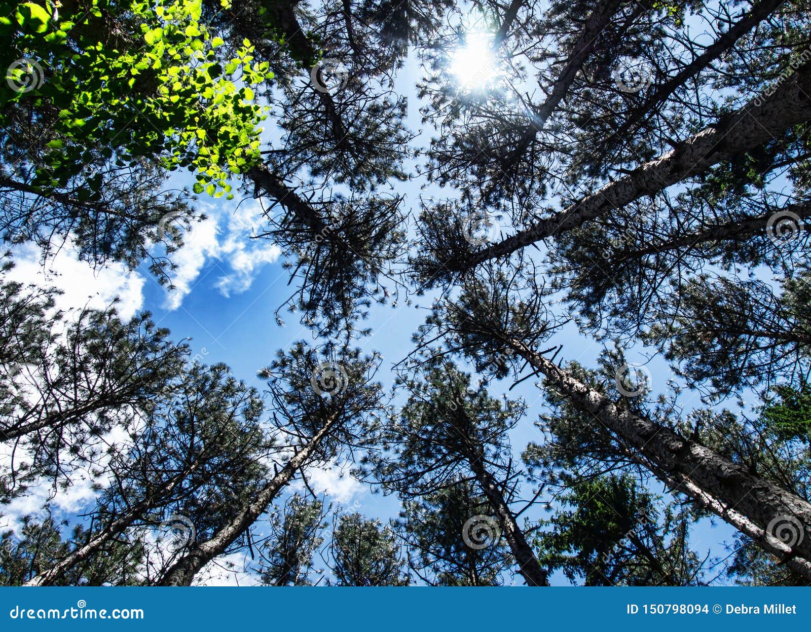 Forest full of Pine Trees stock photo. Image of perspective - 150798094