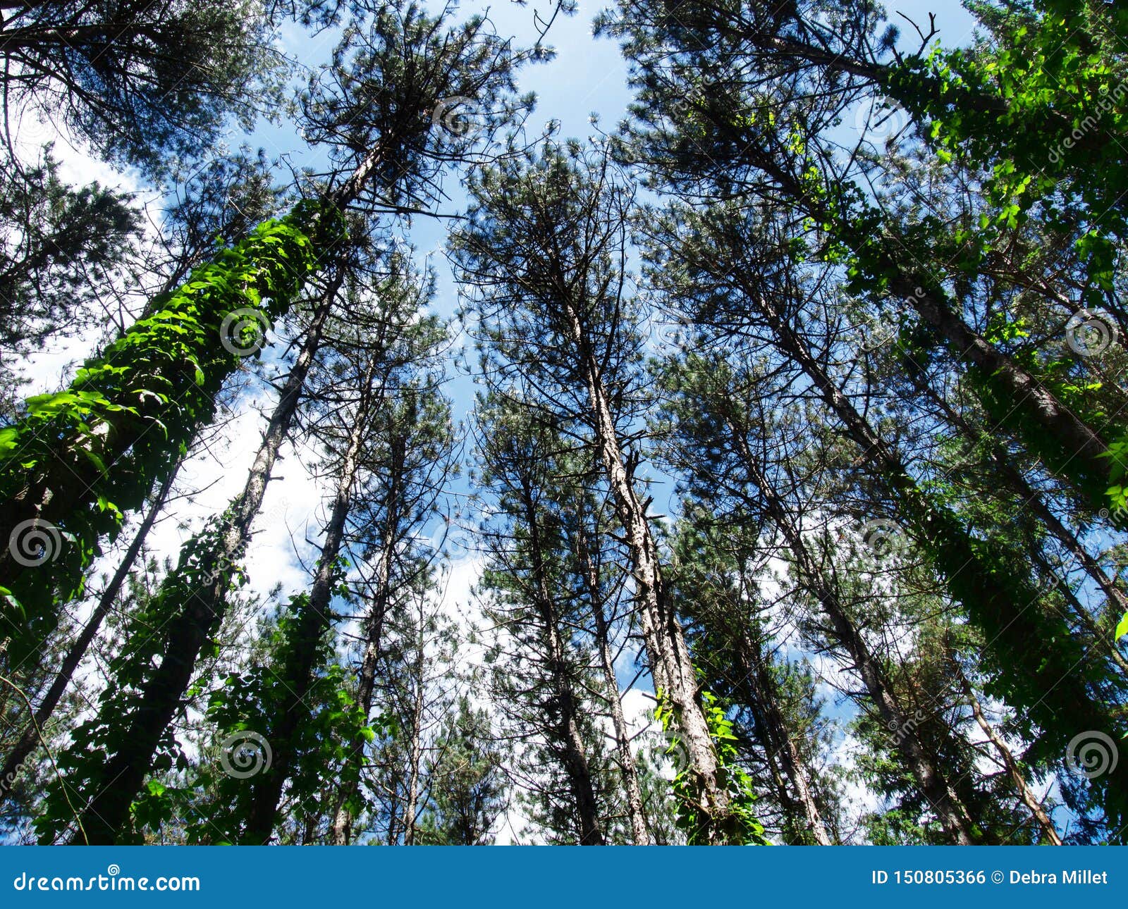Pine trees in spring stock photo. Image of ecology, forest - 150805366
