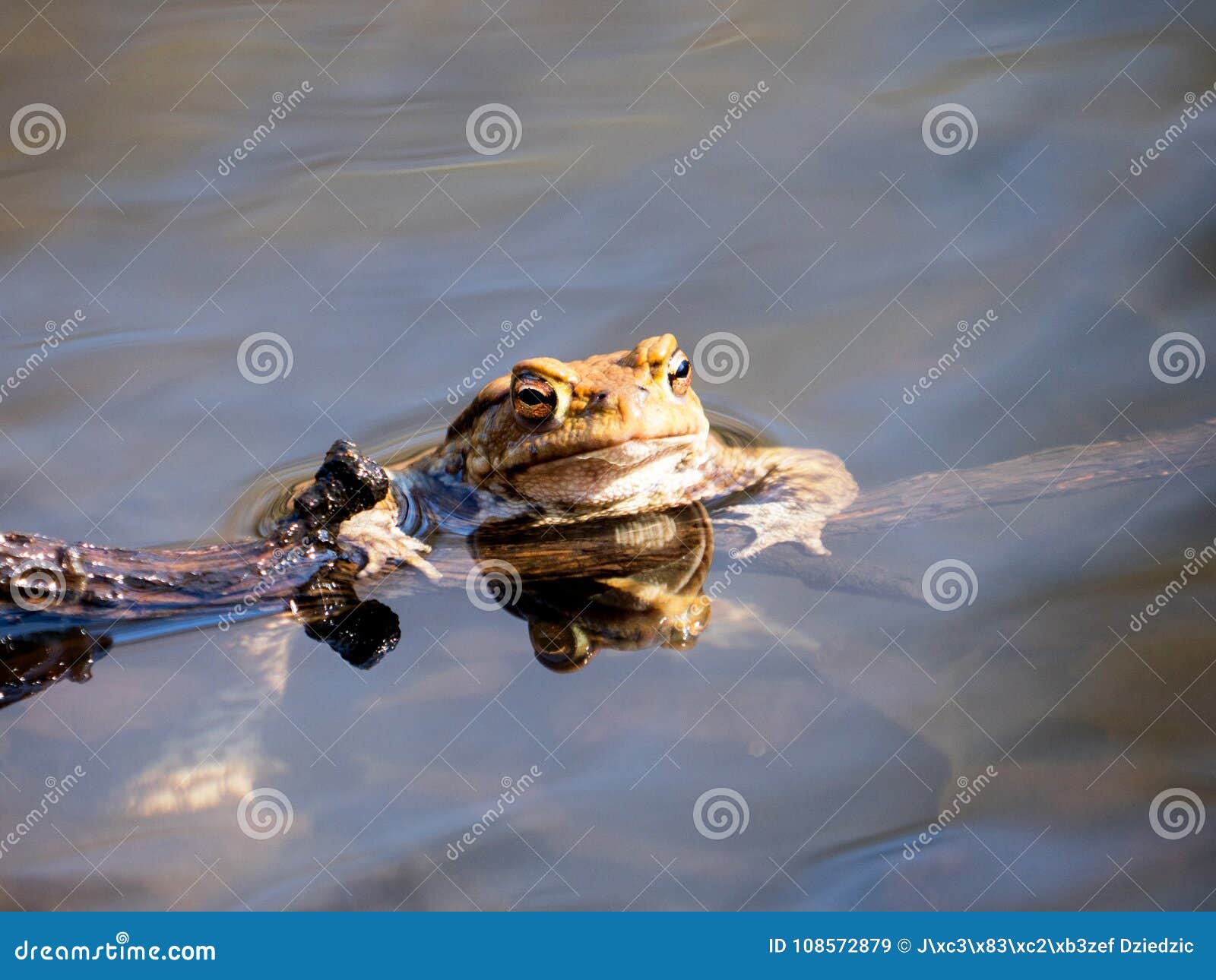 Common Toad during Mating Forest Pond Stock Image - Image of pond ...