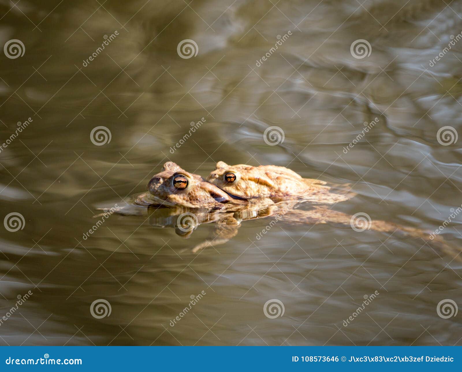 Common Toad during Mating Forest Pond Stock Photo - Image of canyon ...