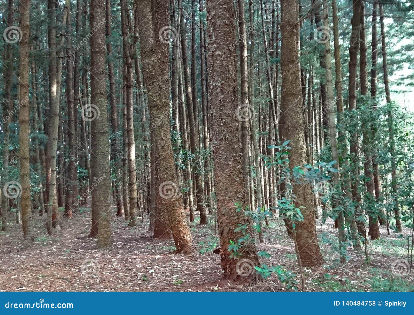 Forest Full of Trees Background Stock Photo - Image of ground ...