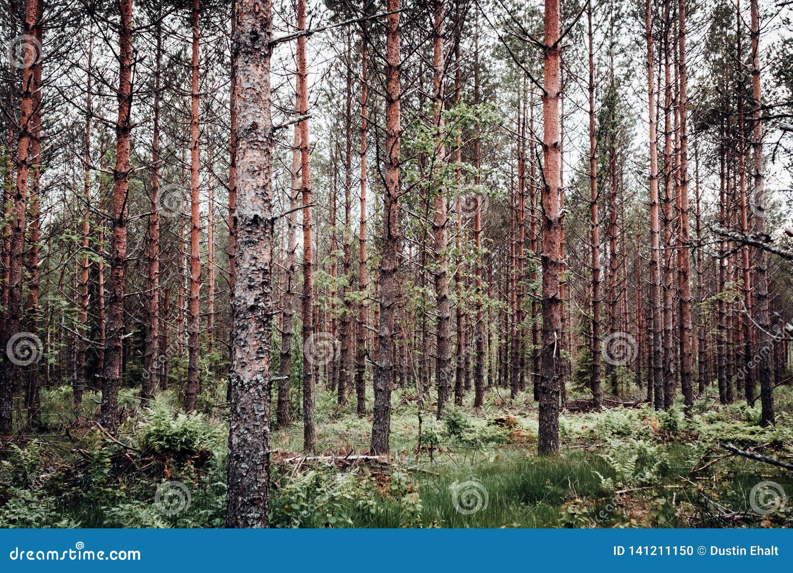 Forest full of trees stock photo. Image of light, park - 141211150