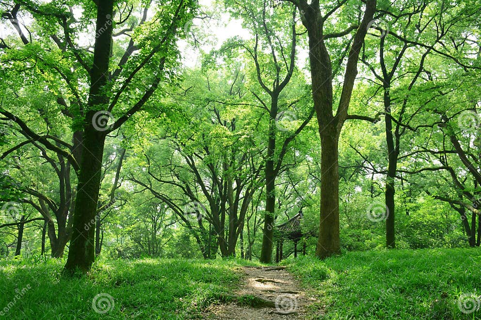 Forest Full of Trees, Green Background with Path and Grass Stock Photo ...