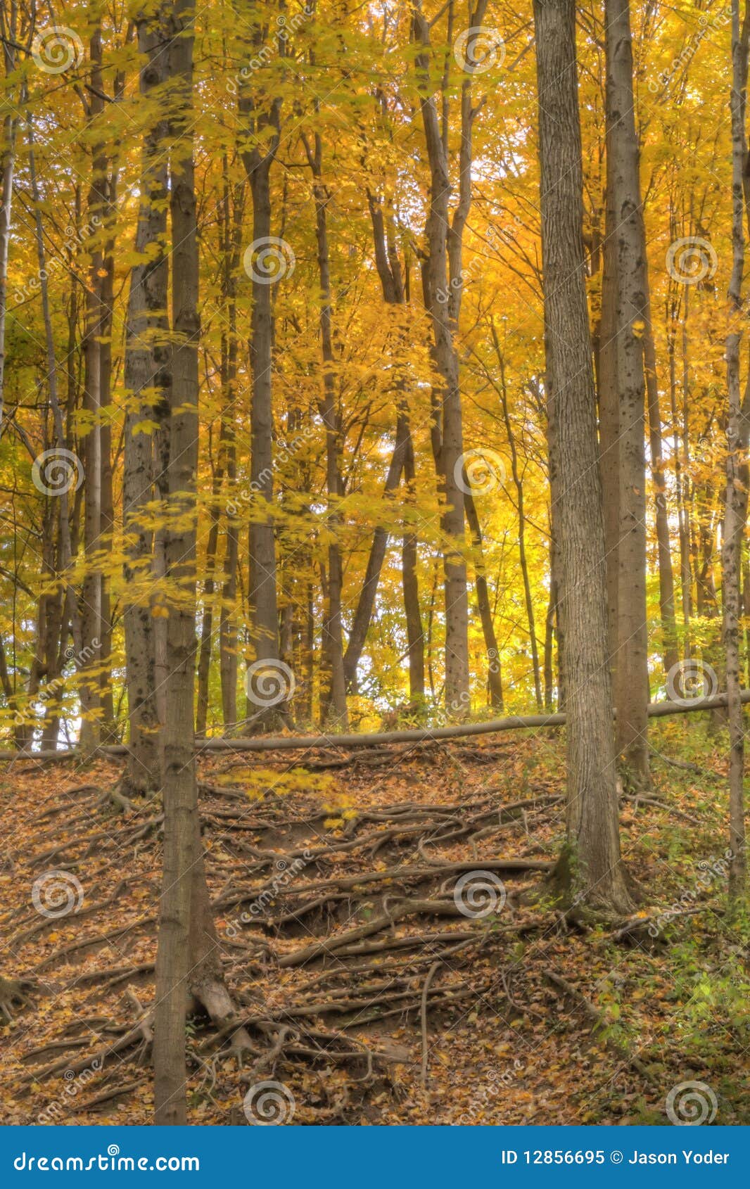 A Forest Full of Yellow Autumn Colors. Stock Image - Image of outdoors ...