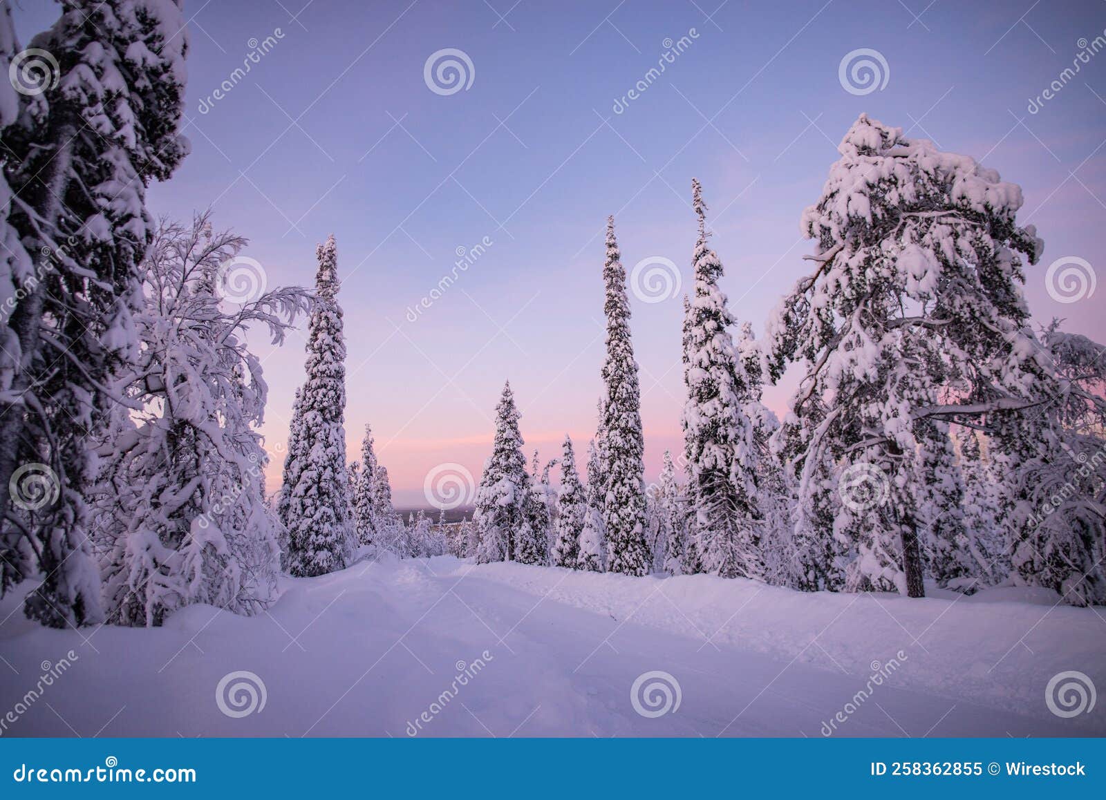 A Forest Fully Covered with Snow during Sunset Stock Image - Image of ...