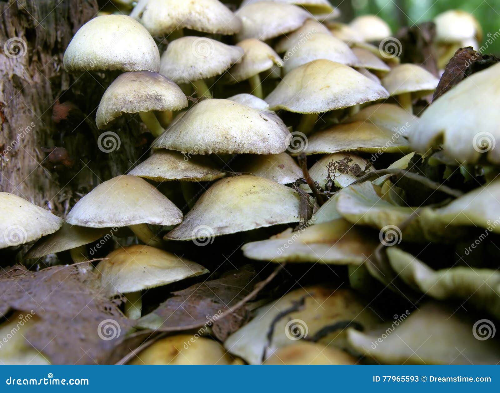 Forest fungi stock image. Image of grove, mushroom, mushrooms - 77965593